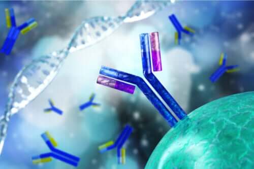 Αντιπυρηνικά αντισώματα: Τι δείχνει η εξέταση; - Με Υγεία